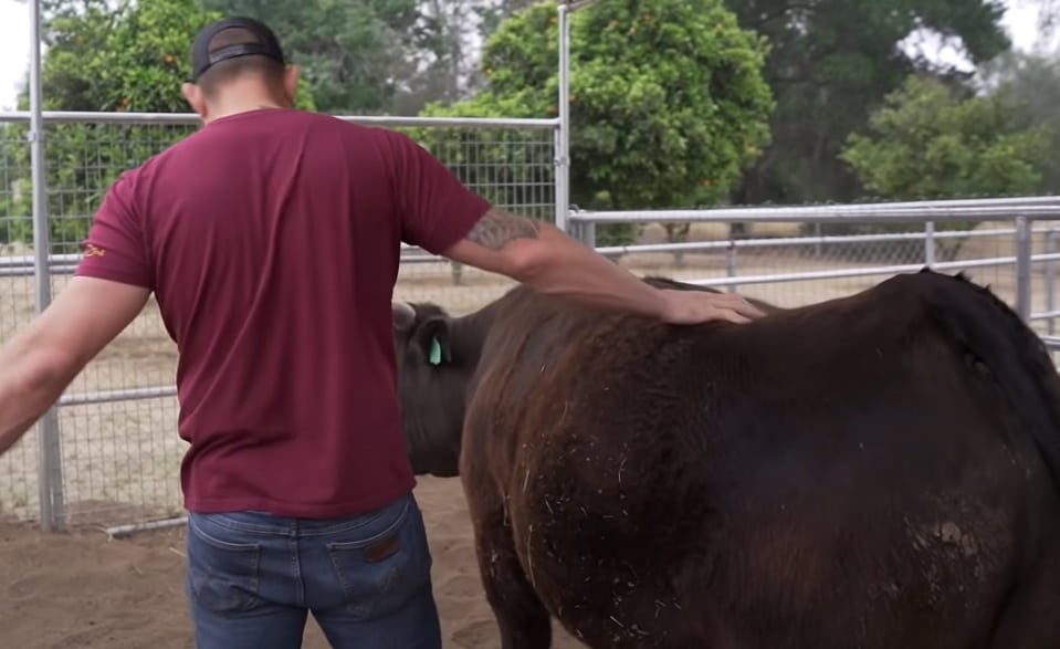 Inside Ronda Rousey's farm ranch, with photos
